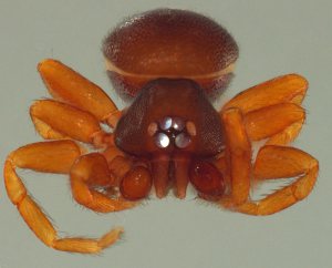 Goblin Spiders – Queensland Museum Blog