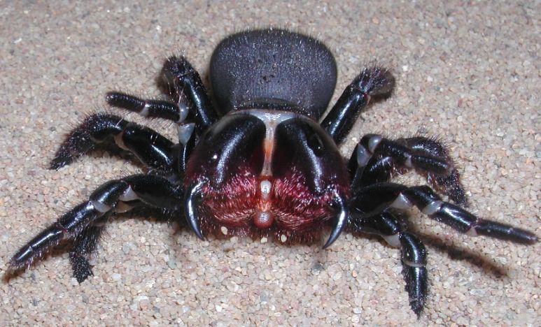 All You Want to Know About the Eastern Mouse Spider – But Were Afraid ...