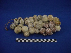 Indigenous Science: Shell middens and fish traps – Queensland Museum Blog