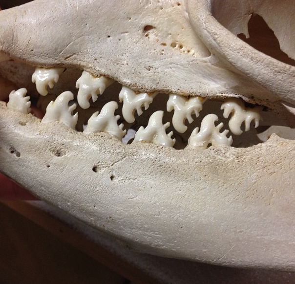 Microscopes through the Ages – Queensland Museum Blog