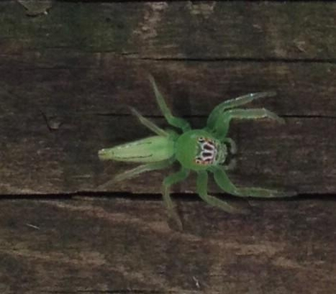 When is a bug not a bug? – Queensland Museum Blog