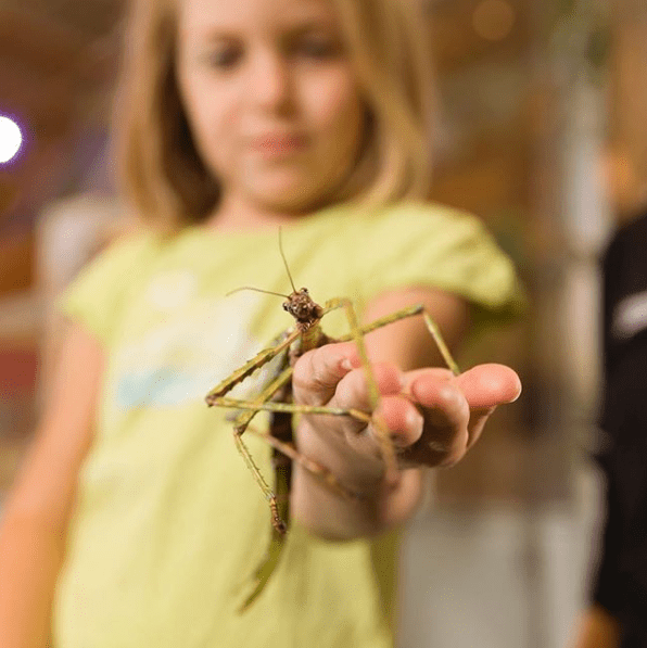 Been missing our Discovery Centre critters? – Queensland Museum Blog