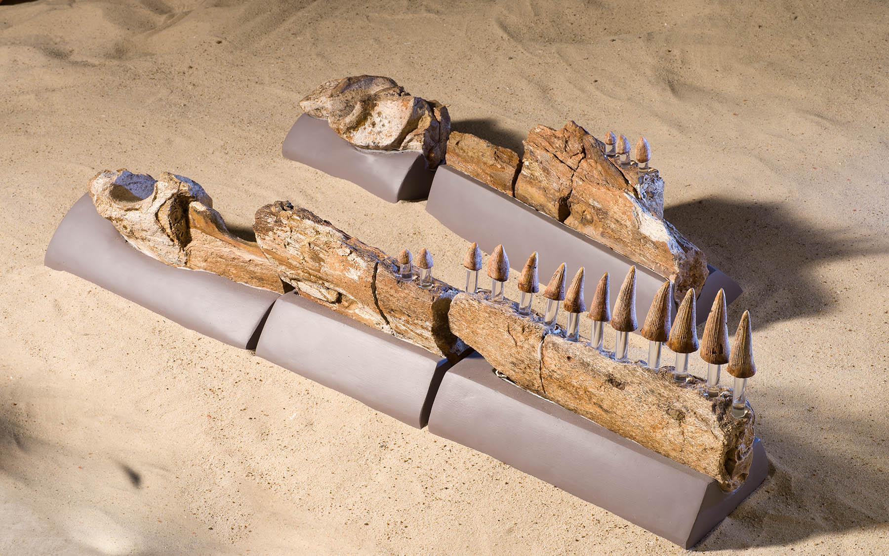 Reconstructing the Kronosaurus – Queensland Museum Blog