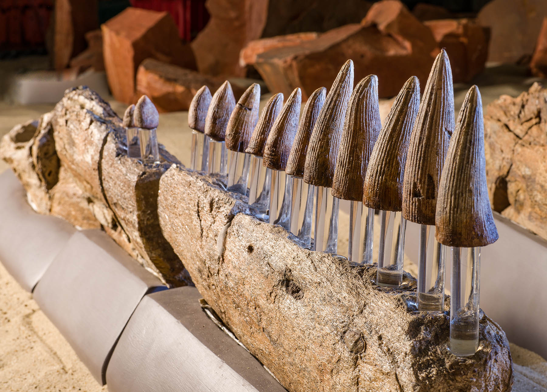 Reconstructing the Kronosaurus – Queensland Museum Blog