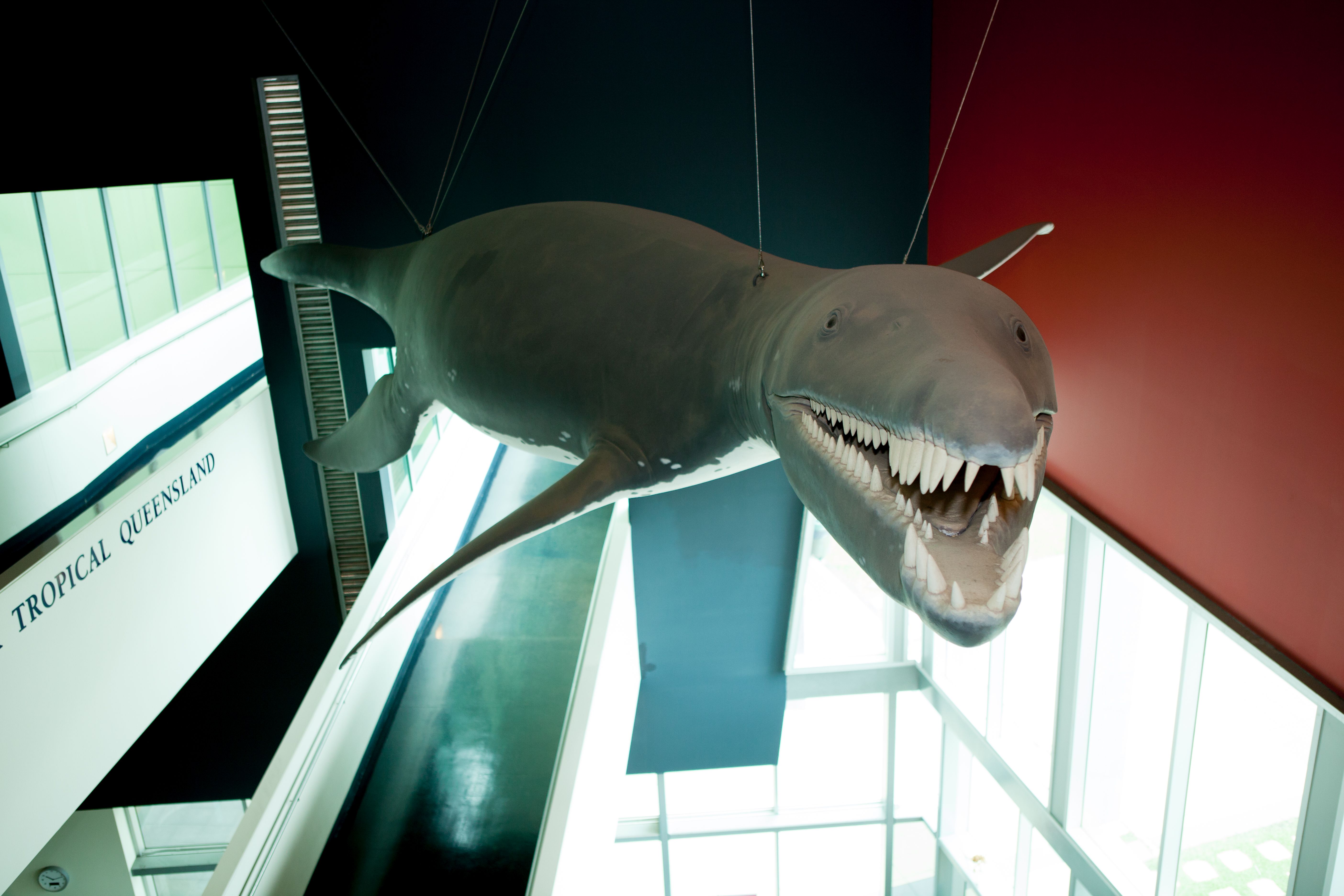 Reconstructing the Kronosaurus – Queensland Museum Blog