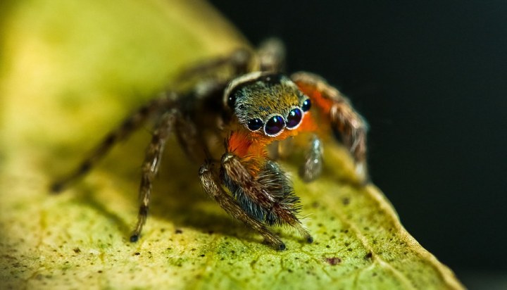 Stunning new spiders jump into our hearts – Queensland Museum Blog