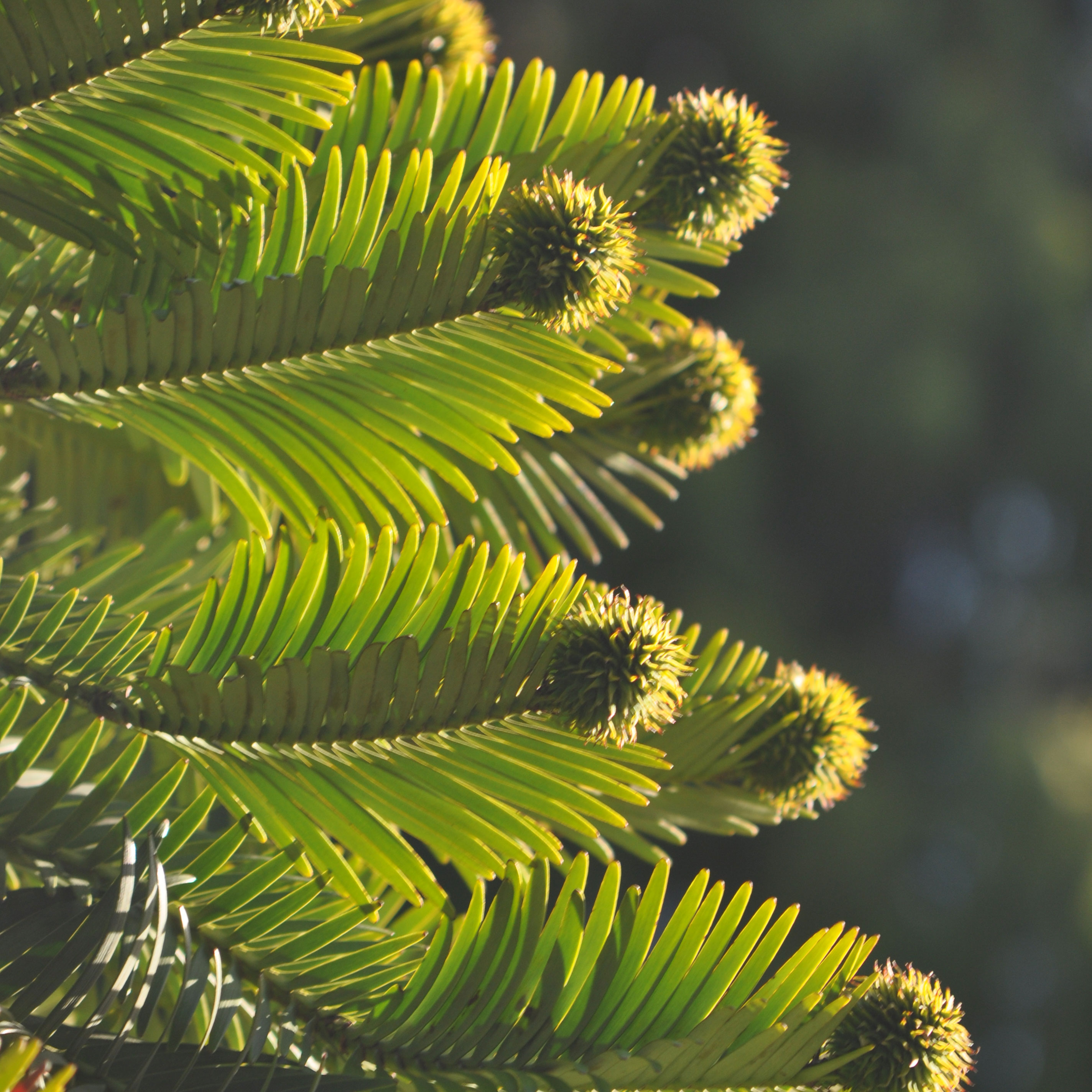 World-famous Wollemi Pines have been saved by firefighters – Queensland ...