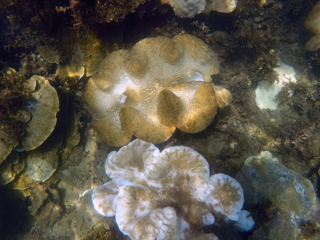 Update on Magnetic Island’s Giant Clams – Queensland Museum Blog