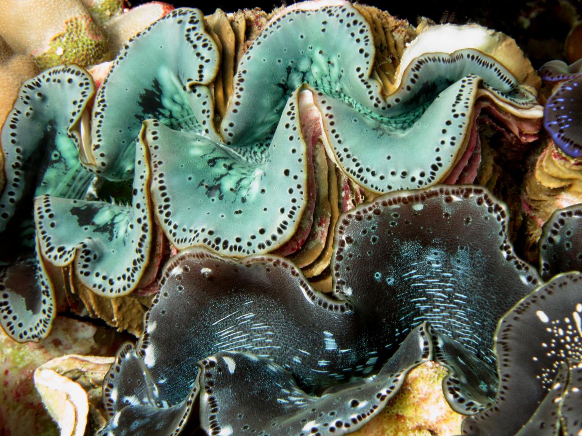 North Queensland giant clams under stress – Queensland Museum Blog