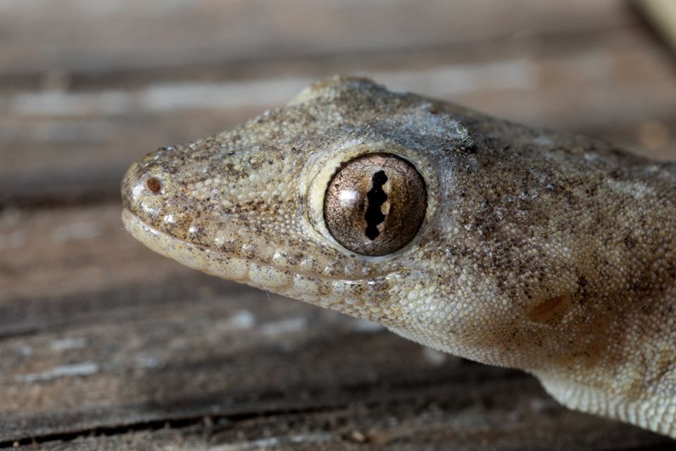 What species of Geckos can you find around your home? – Queensland ...