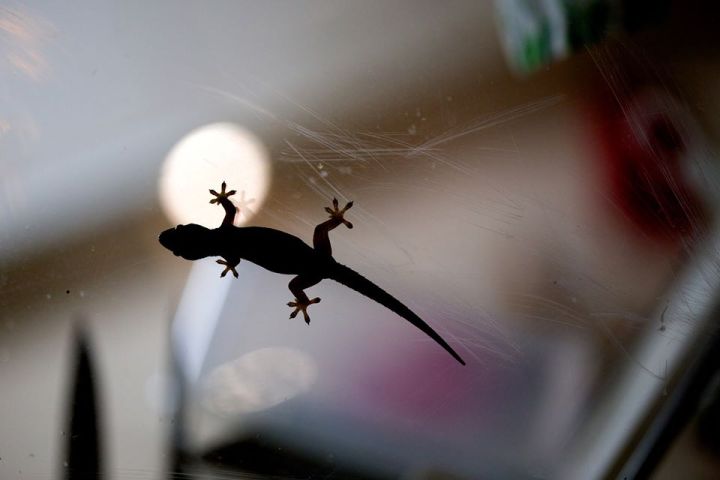 What species of Geckos can you find around your home? – Queensland ...