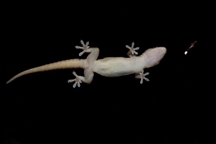 What species of Geckos can you find around your home? – Queensland ...