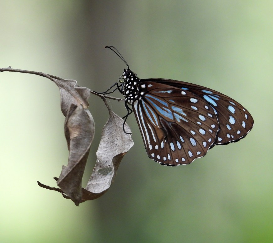 Insects & Spiders – Queensland Museum Blog