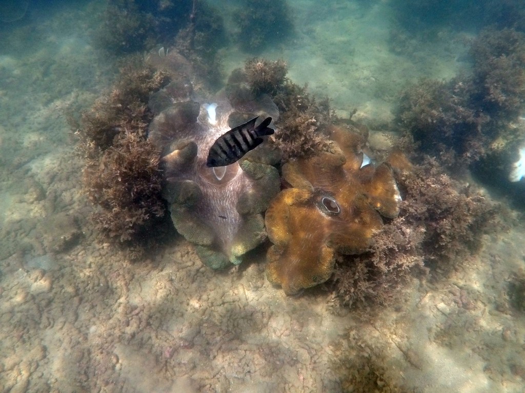 A step in the right direction for Magnetic Island’s giant clams ...