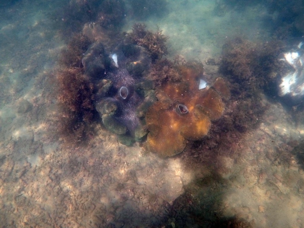 A step in the right direction for Magnetic Island’s giant clams ...