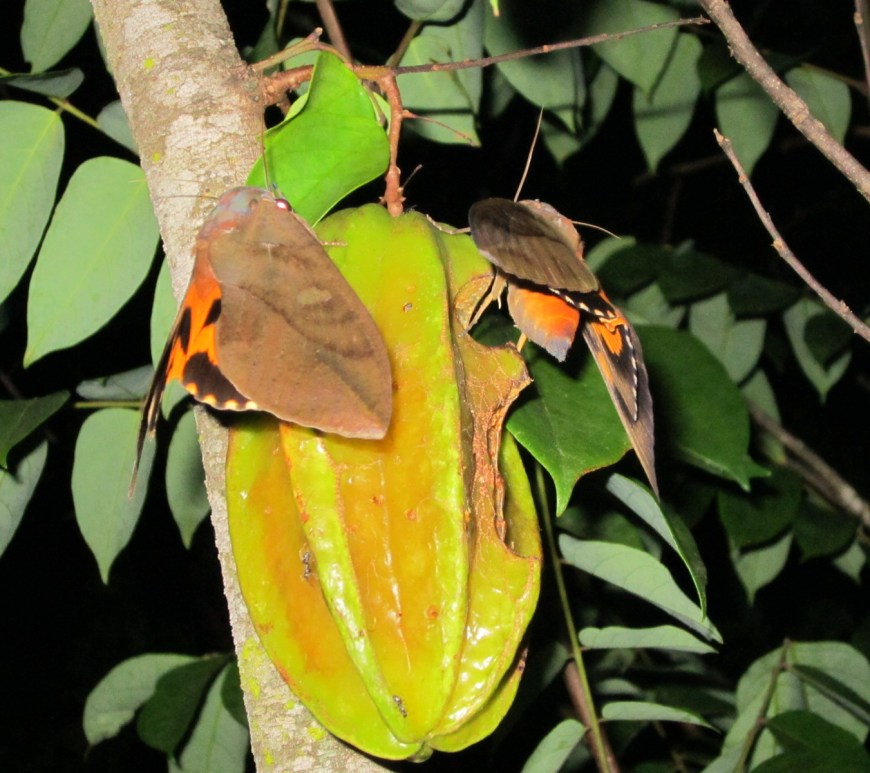 Insects & Spiders – Queensland Museum Blog