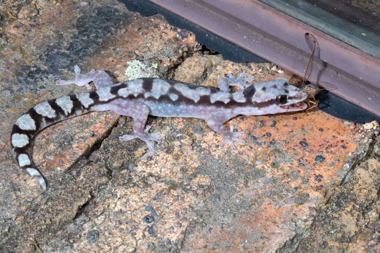 What species of Geckos can you find around your home? – Queensland ...