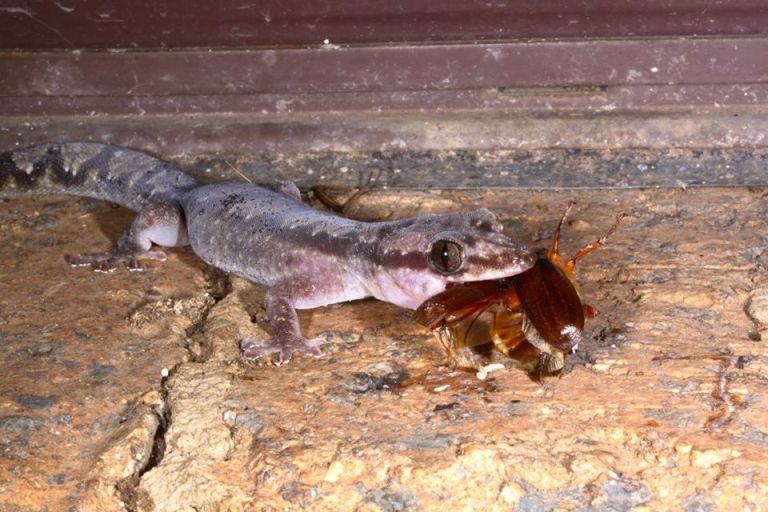 What species of Geckos can you find around your home? – Queensland ...