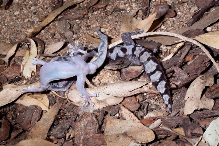 What species of Geckos can you find around your home? – Queensland ...