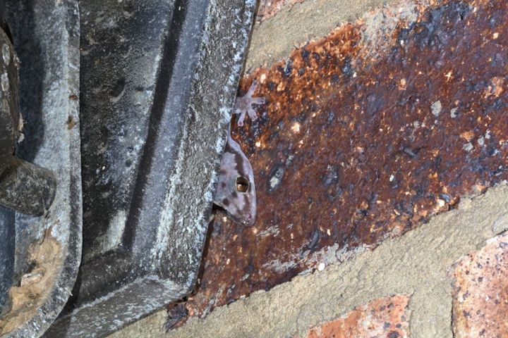 What species of Geckos can you find around your home? – Queensland ...
