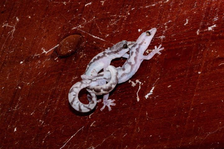 What species of Geckos can you find around your home? – Queensland ...