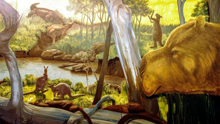What are megafauna? – Queensland Museum Blog