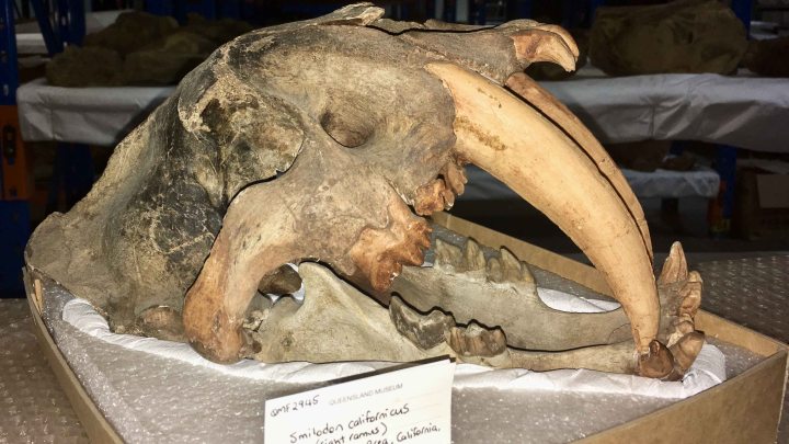 What are megafauna? – Queensland Museum Blog