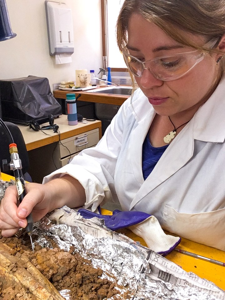 Discovering the world’s largest kangaroo – Part 2: In the lab ...