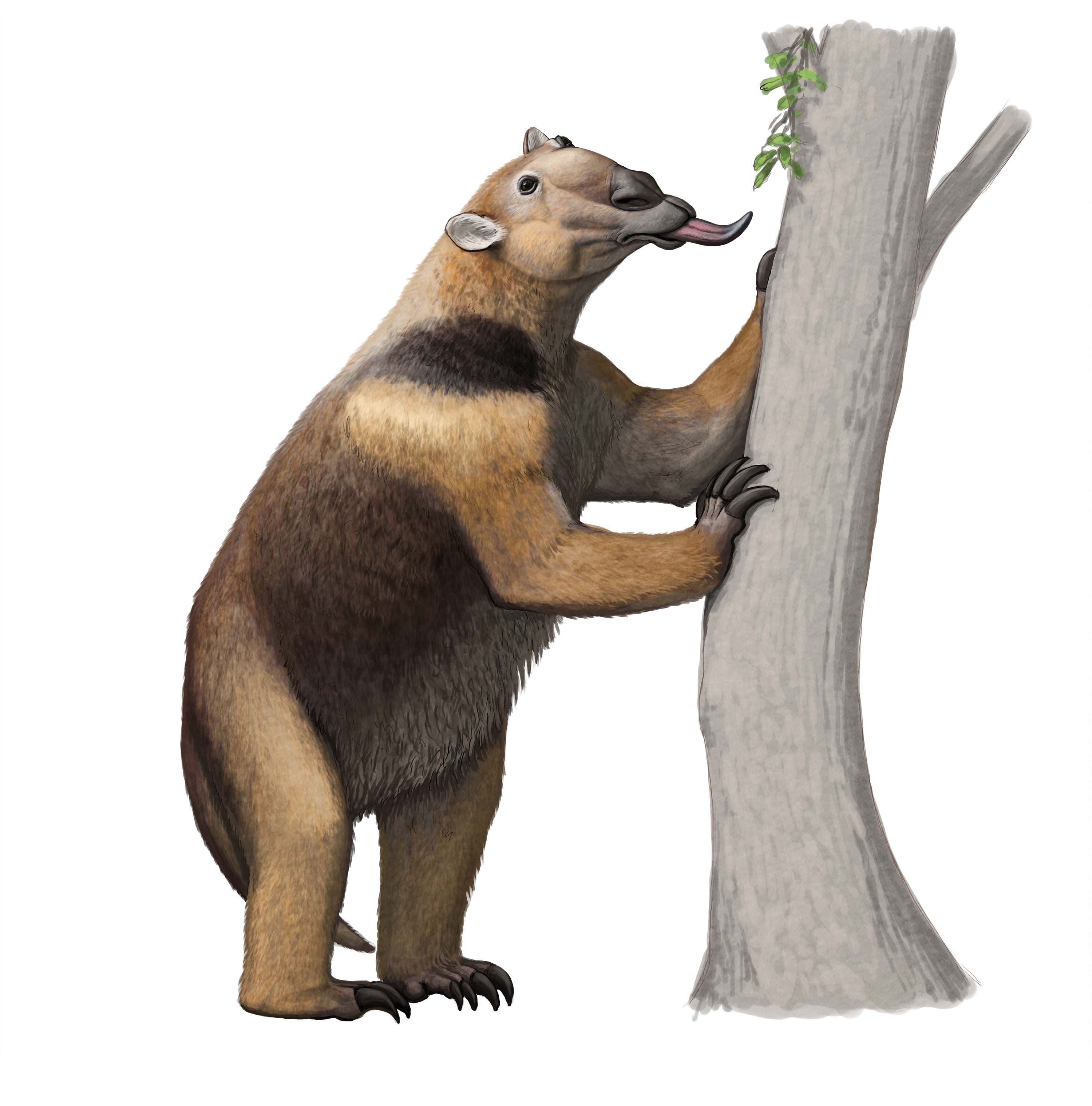 What are megafauna? – Queensland Museum Blog