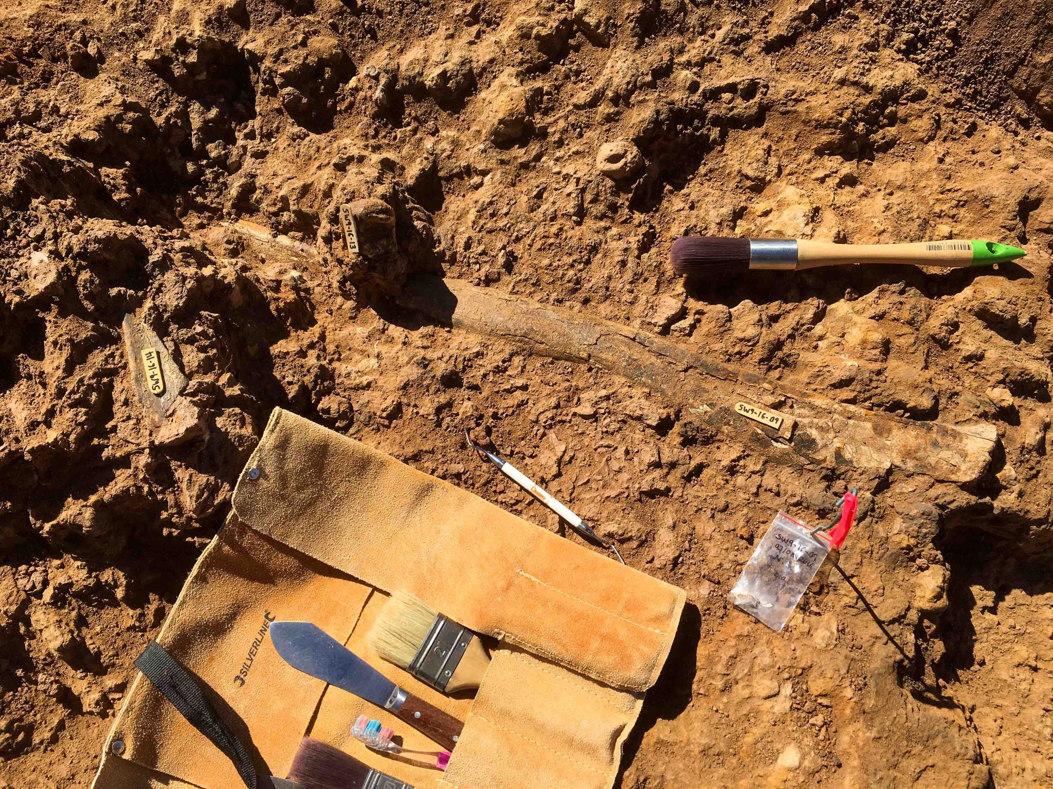 Discovering the world’s largest kangaroo- Part 1: In the field ...