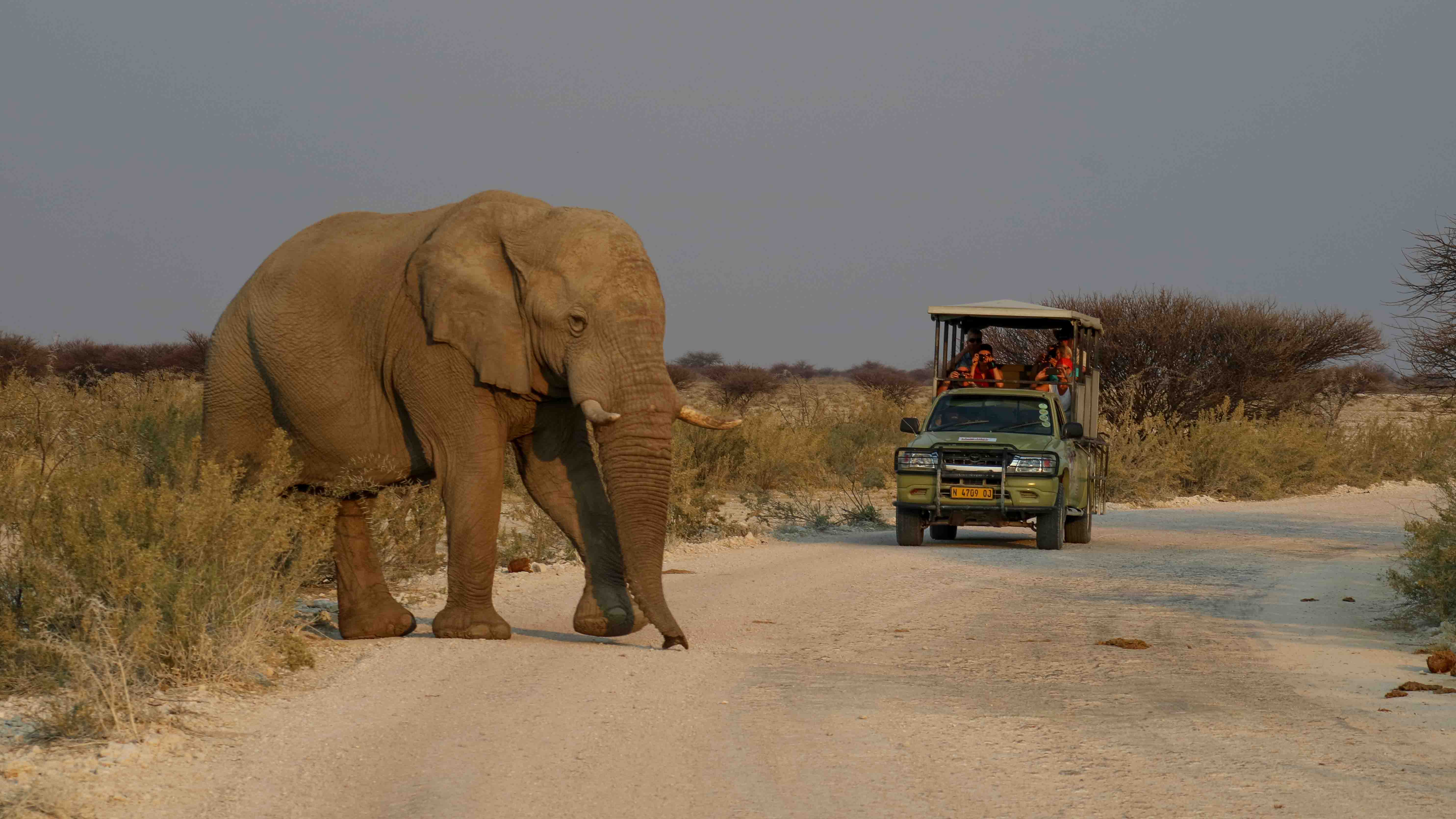 What are megafauna? – Queensland Museum Blog