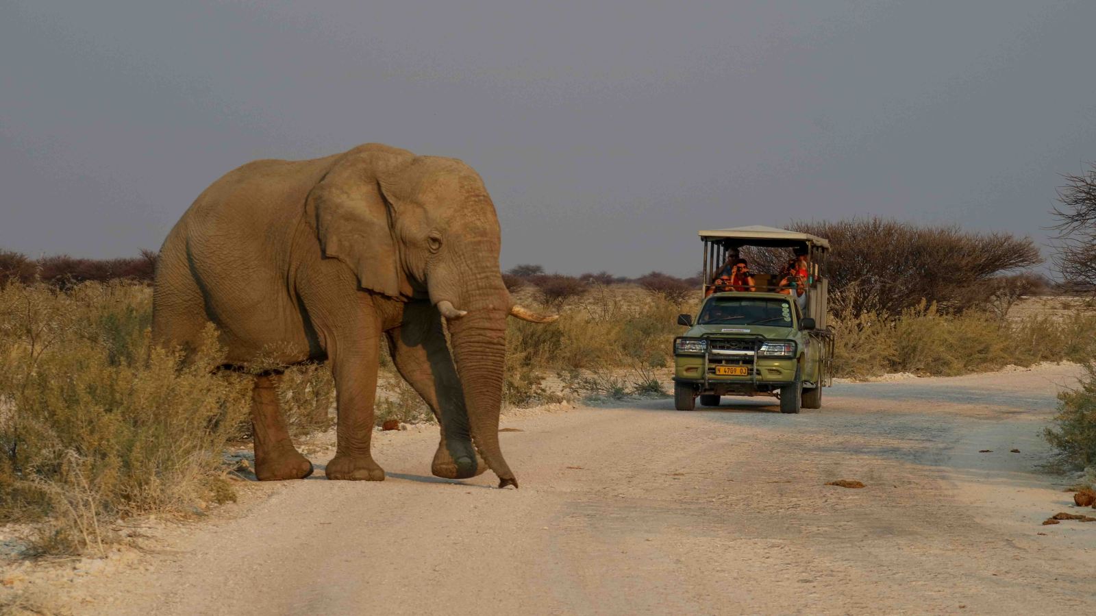 What are megafauna? – Queensland Museum Blog