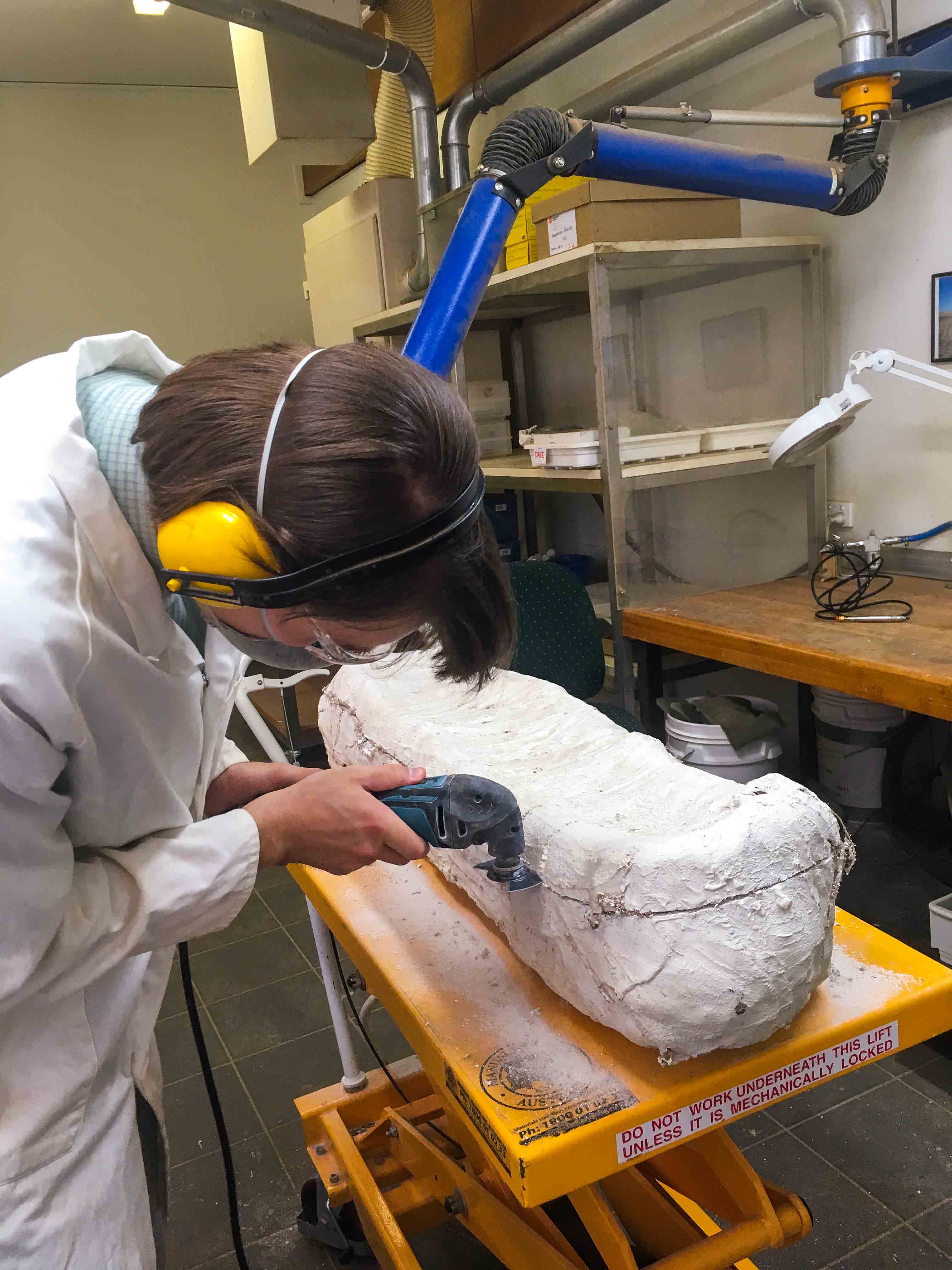 Discovering the world’s largest kangaroo – Part 2: In the lab ...