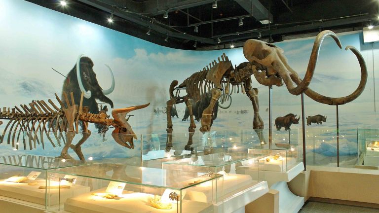 What are megafauna? – Queensland Museum Blog