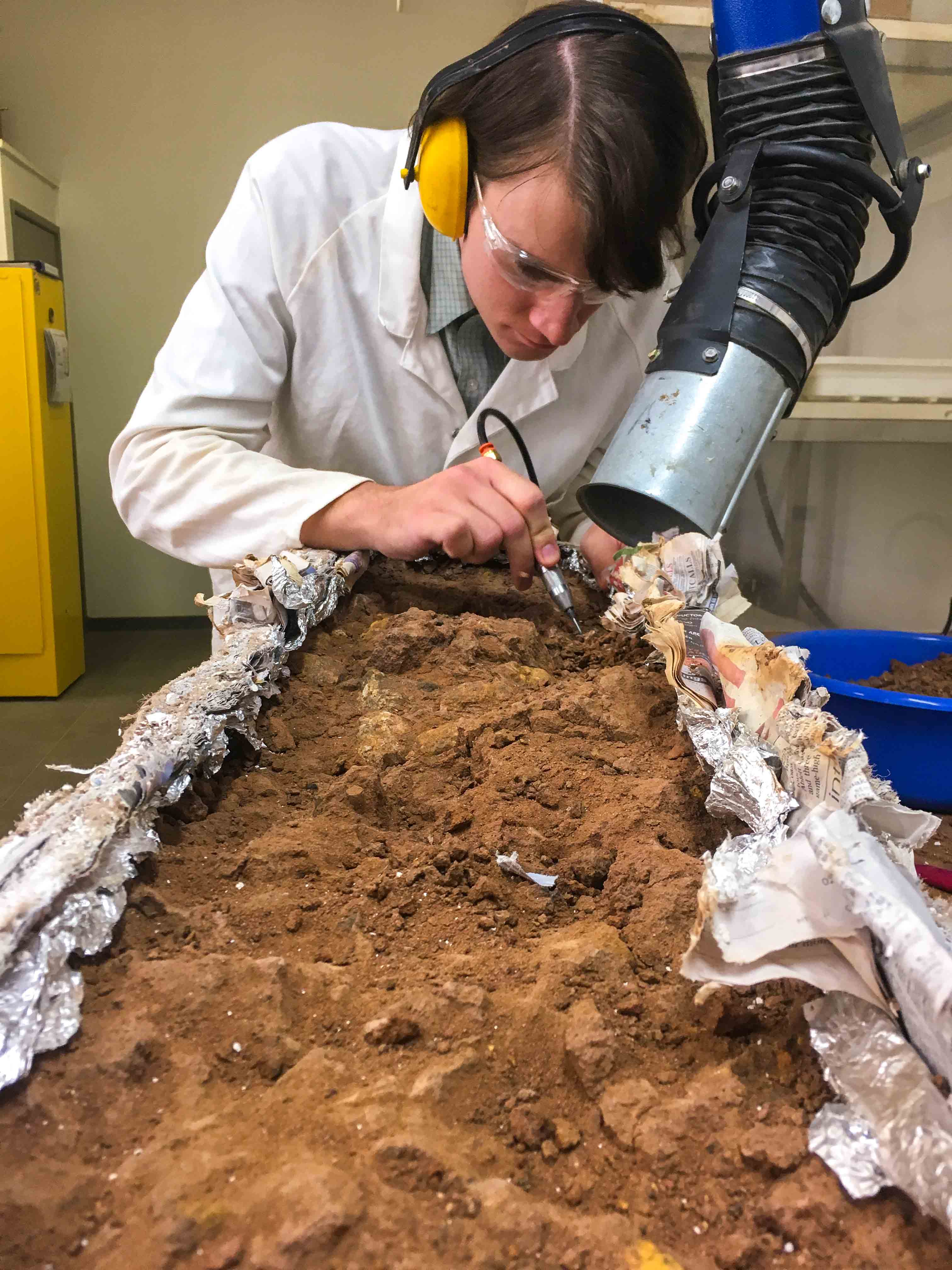 Discovering the world’s largest kangaroo – Part 2: In the lab ...