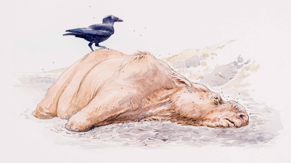 What are megafauna? – Queensland Museum Blog