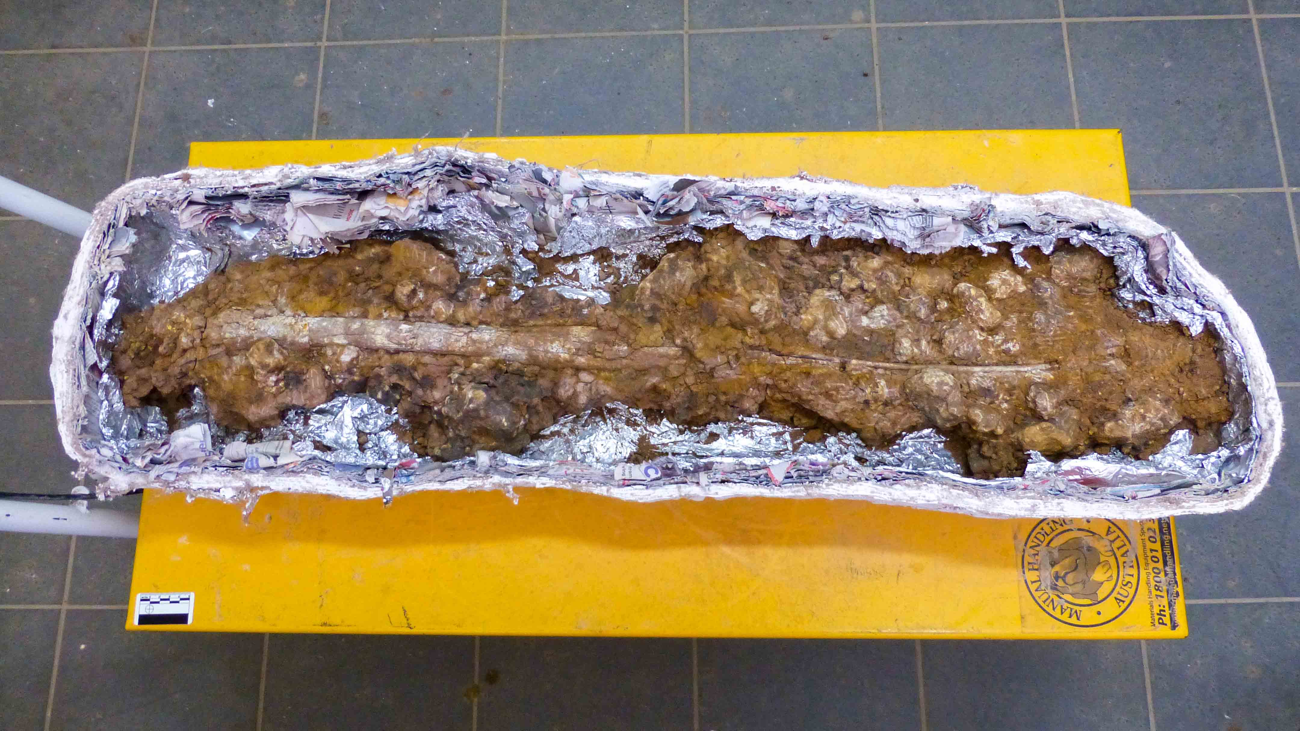 Discovering the world’s largest kangaroo – Part 2: In the lab ...