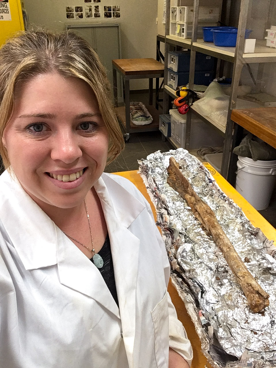 Discovering the world’s largest kangaroo – Part 2: In the lab ...