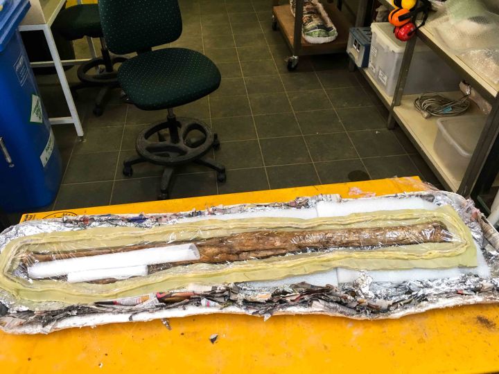 Discovering the world’s largest kangaroo – Part 2: In the lab ...