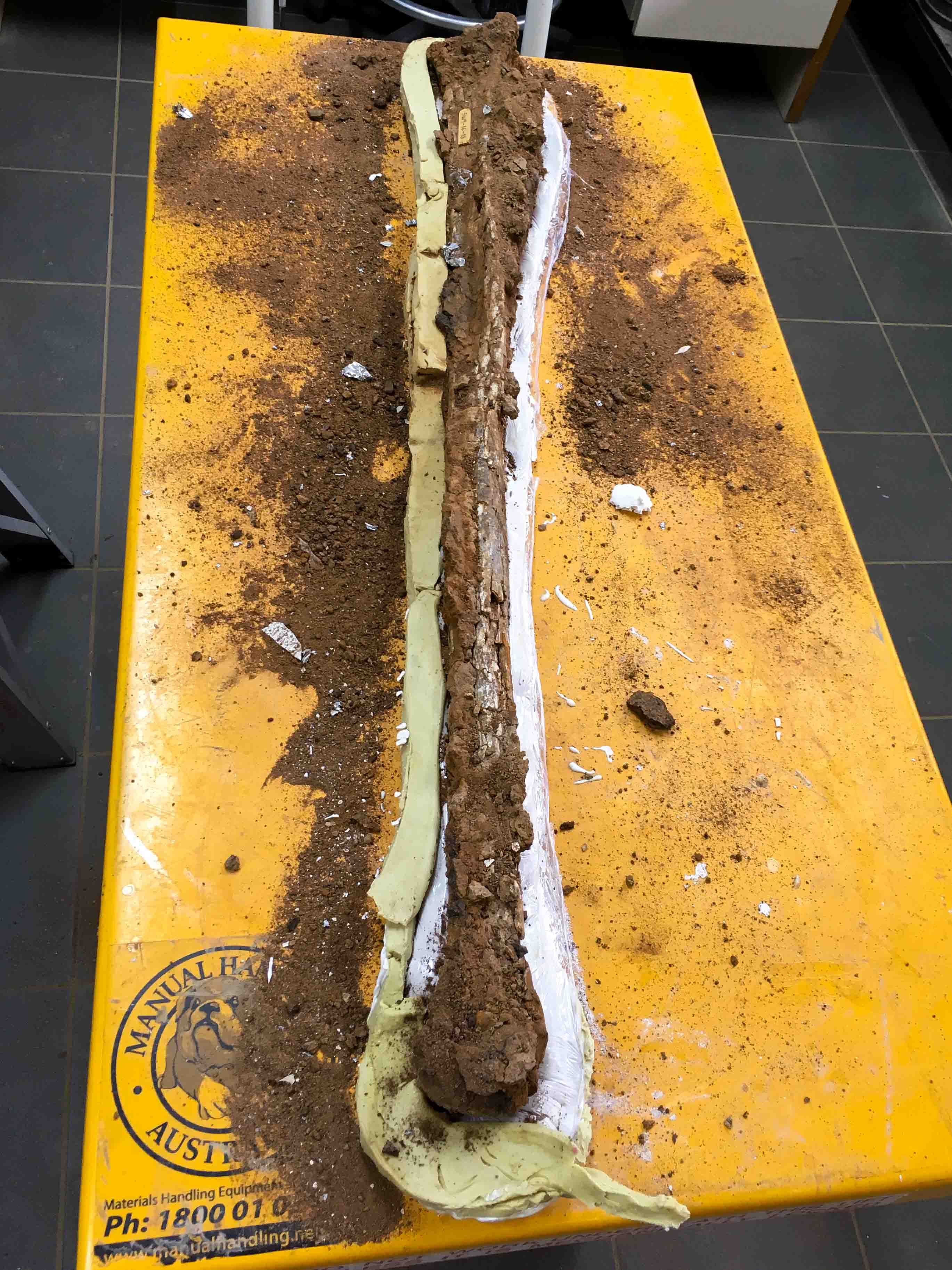 Discovering the world’s largest kangaroo – Part 2: In the lab ...