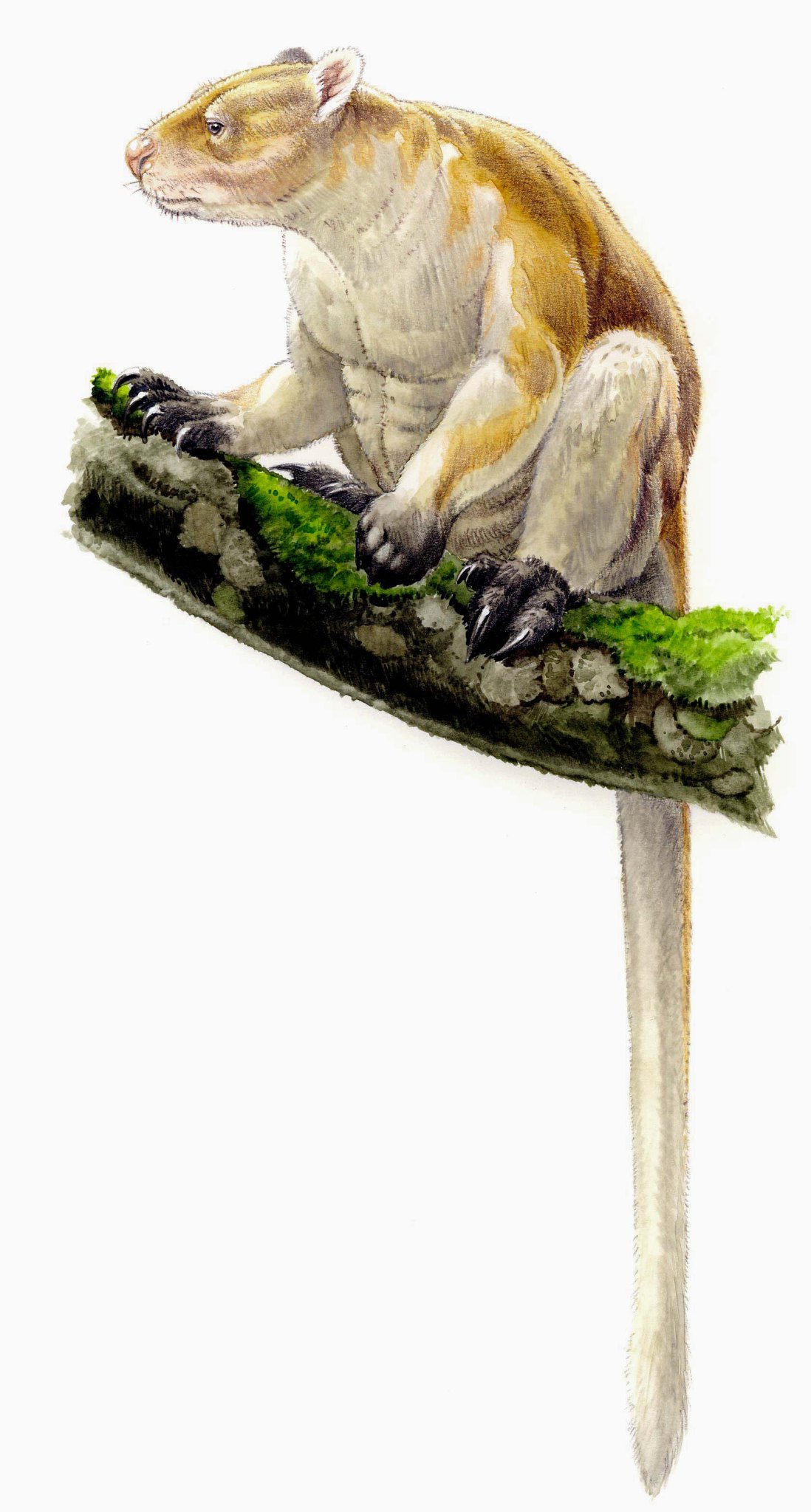 What are megafauna? – Queensland Museum Blog