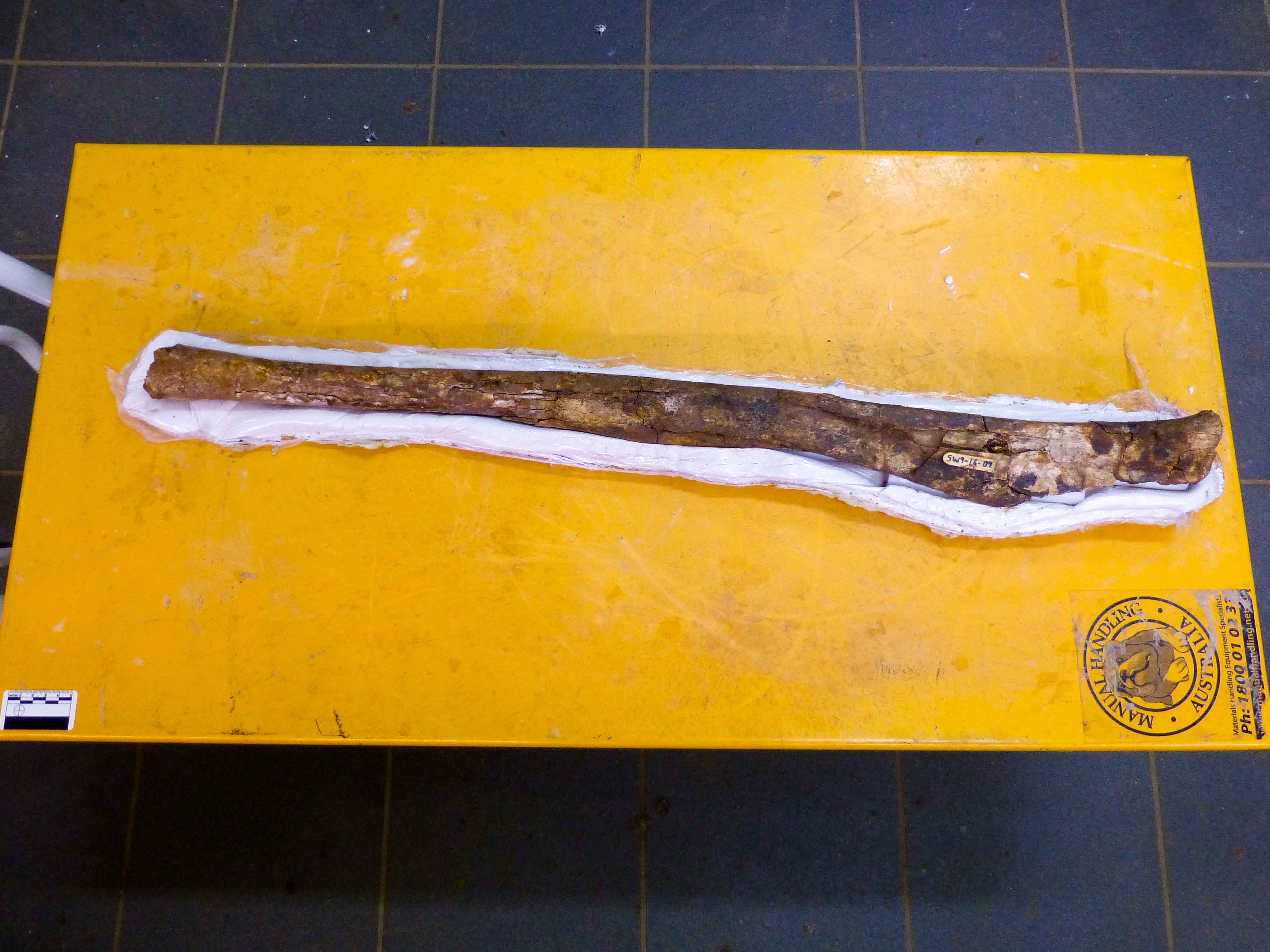 Discovering the world’s largest kangaroo – Part 2: In the lab ...