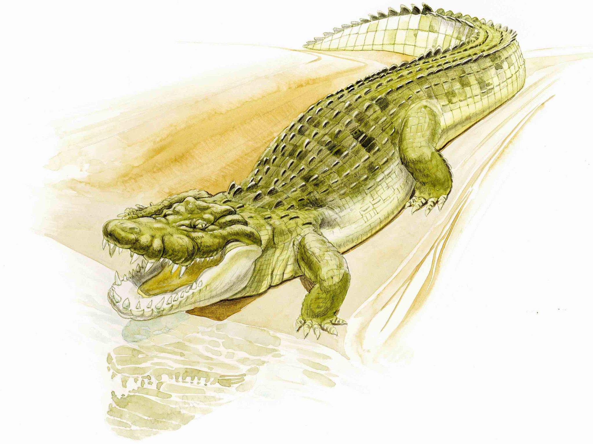 What are megafauna? – Queensland Museum Blog