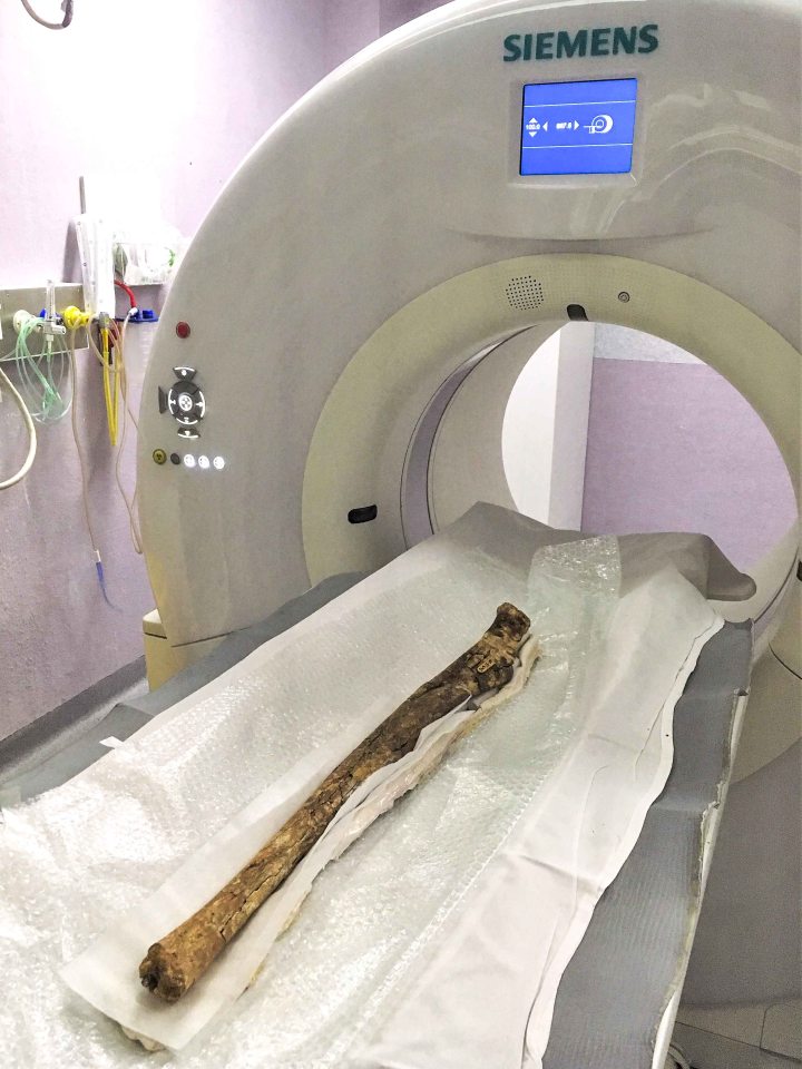 Discovering the world’s largest kangaroo – Part 2: In the lab ...