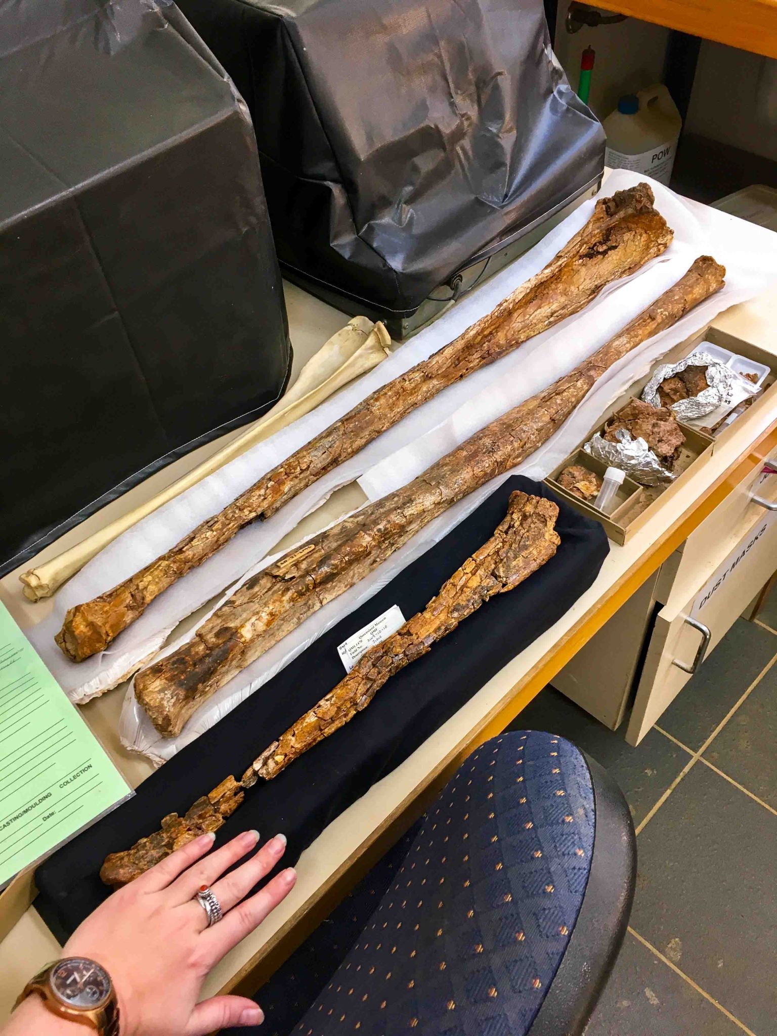 Discovering the world’s largest kangaroo – Part 2: In the lab ...