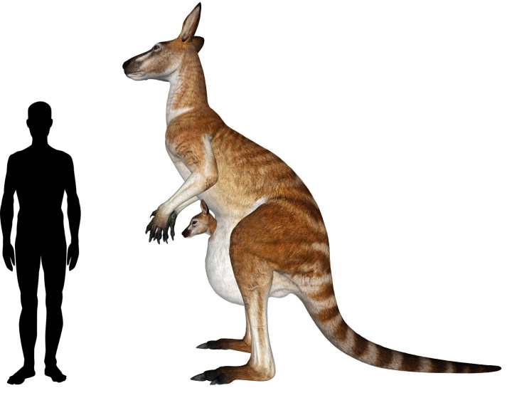Discovering the world’s largest kangaroo – Part 2: In the lab ...