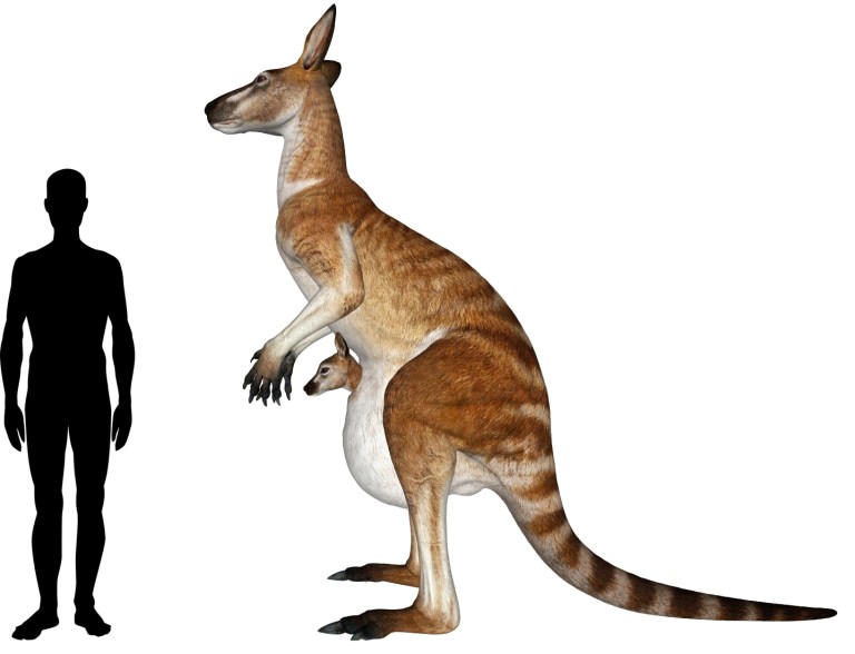 Discovering the world’s largest kangaroo – Part 2: In the lab ...