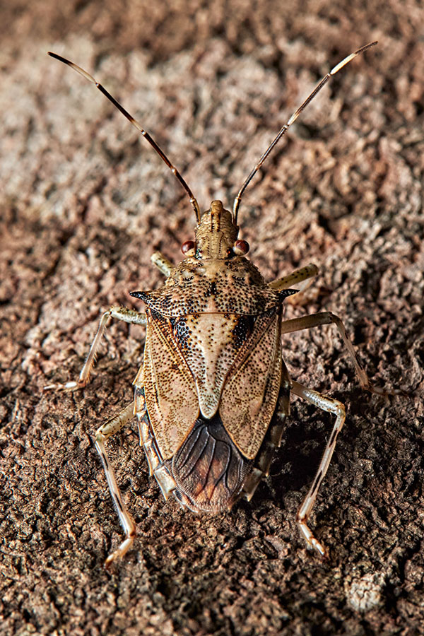 Garden Insect Photography with Collection Imager Geoff Thompson ...