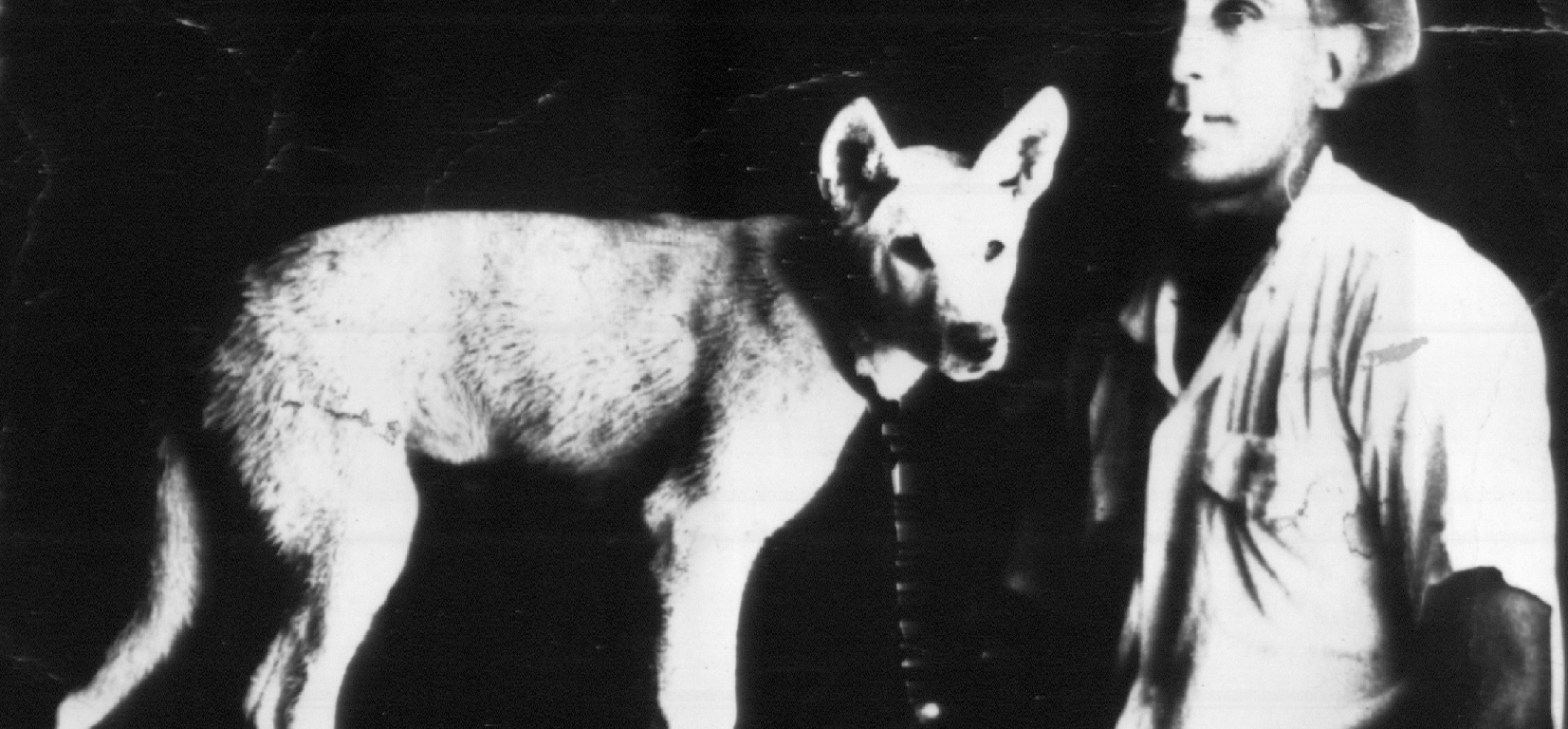 Dingo And Aboriginal People