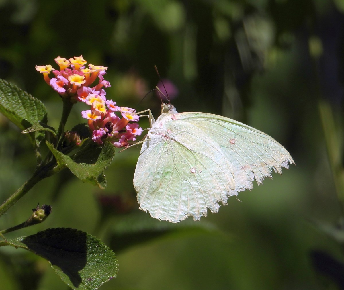 What happens to all the butterflies in winter? – Queensland Museum Blog